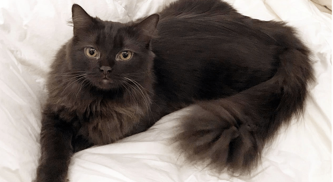 Blog | 约克巧克力猫 York Chocolate